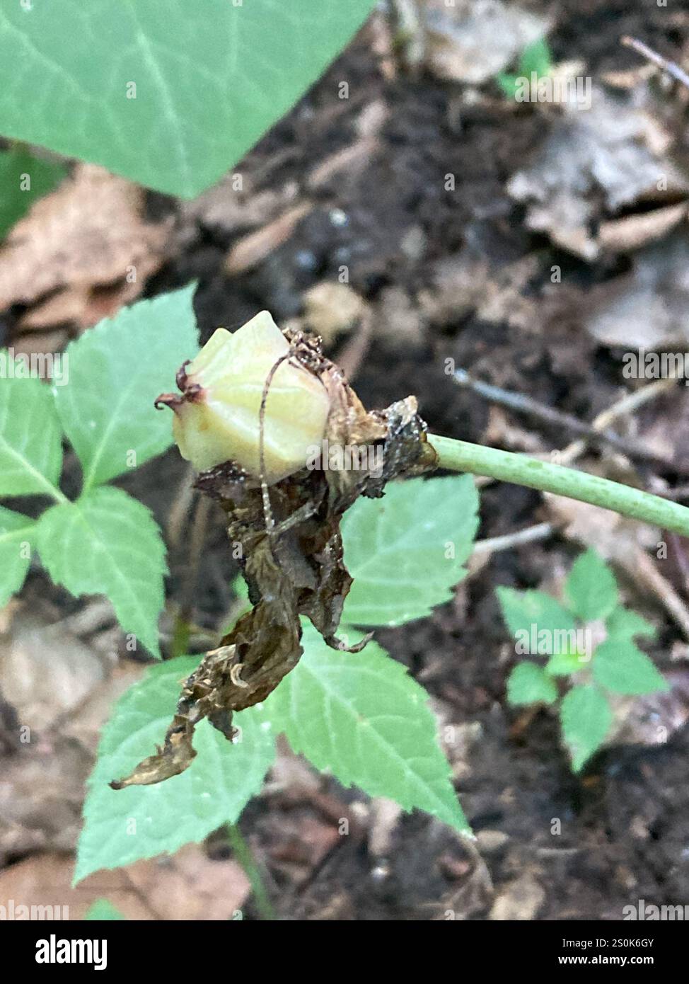 prairie trillium (Trillium recurvatum Stock Photo - Alamy