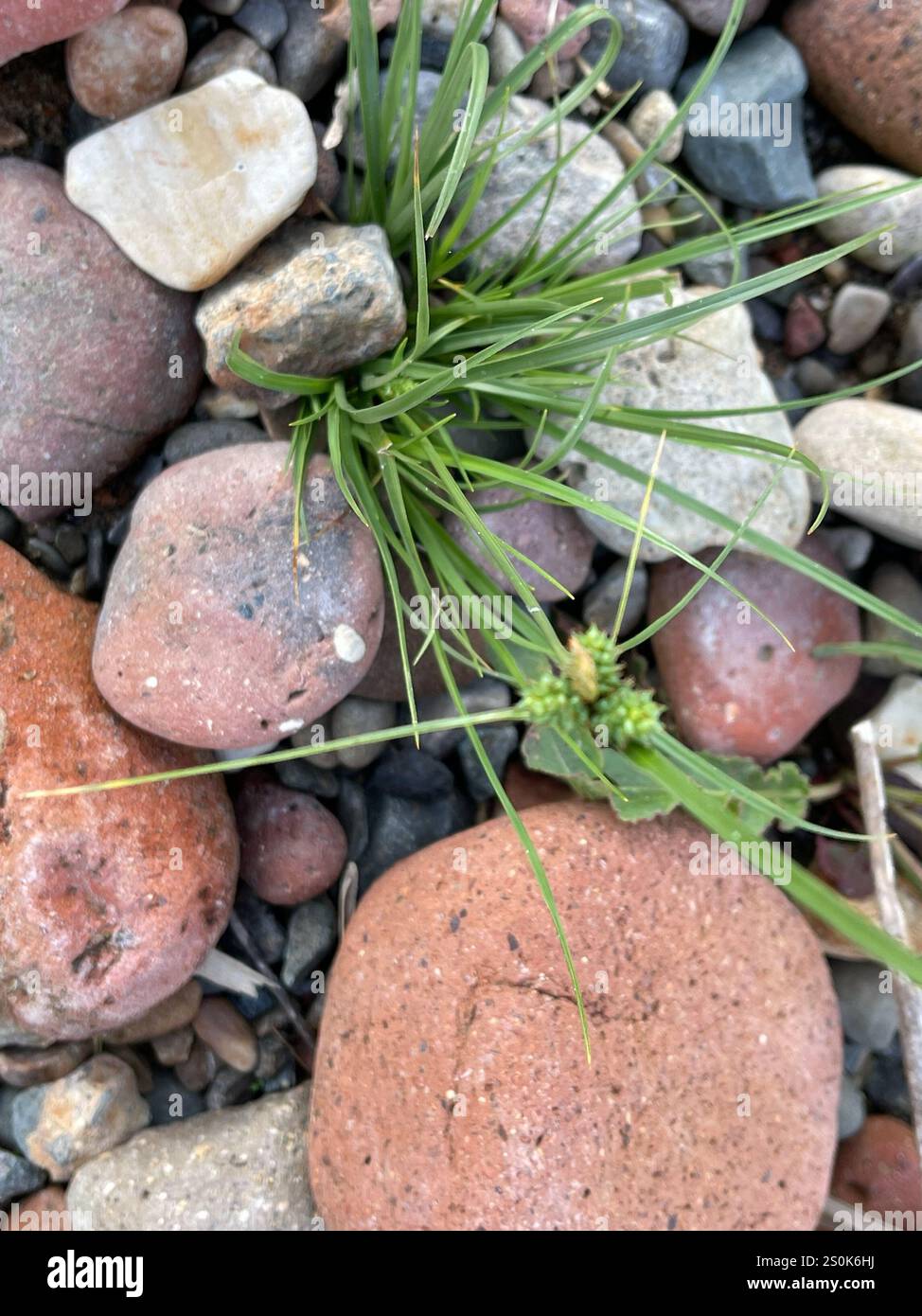 Long bracted sedge hi-res stock photography and images - Alamy