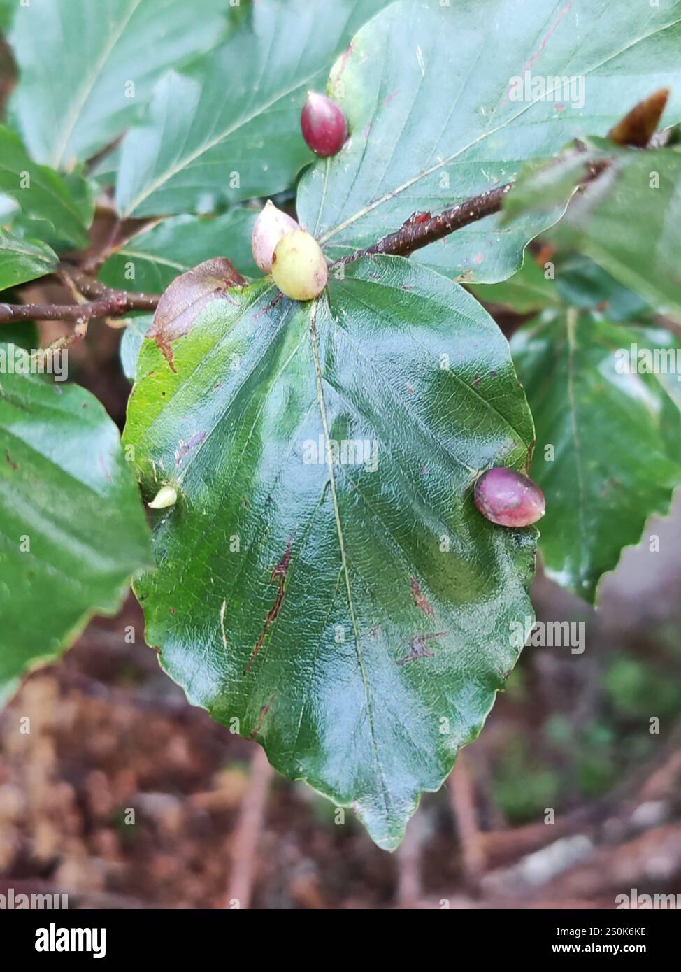 European beech (Fagus sylvatica Stock Photo - Alamy