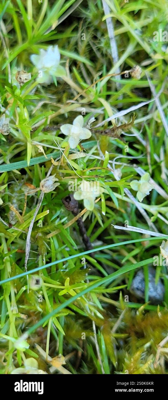 Procumbent Pearlwort (Sagina procumbens Stock Photo - Alamy