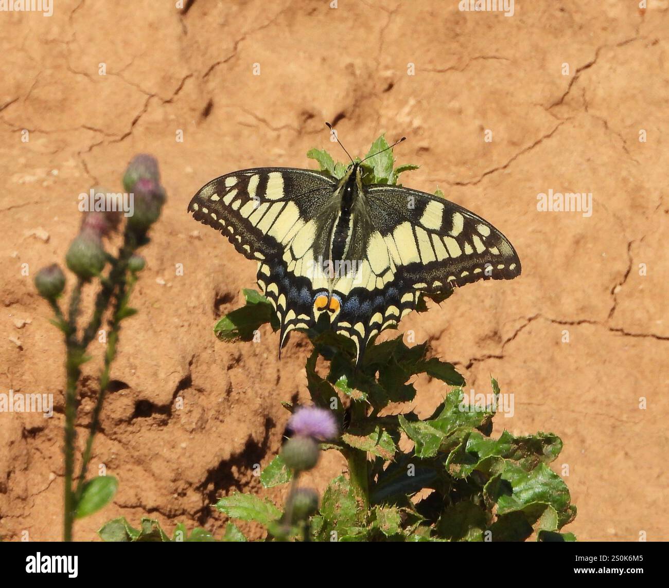Old World Swallowtail (Papilio machaon Stock Photo - Alamy