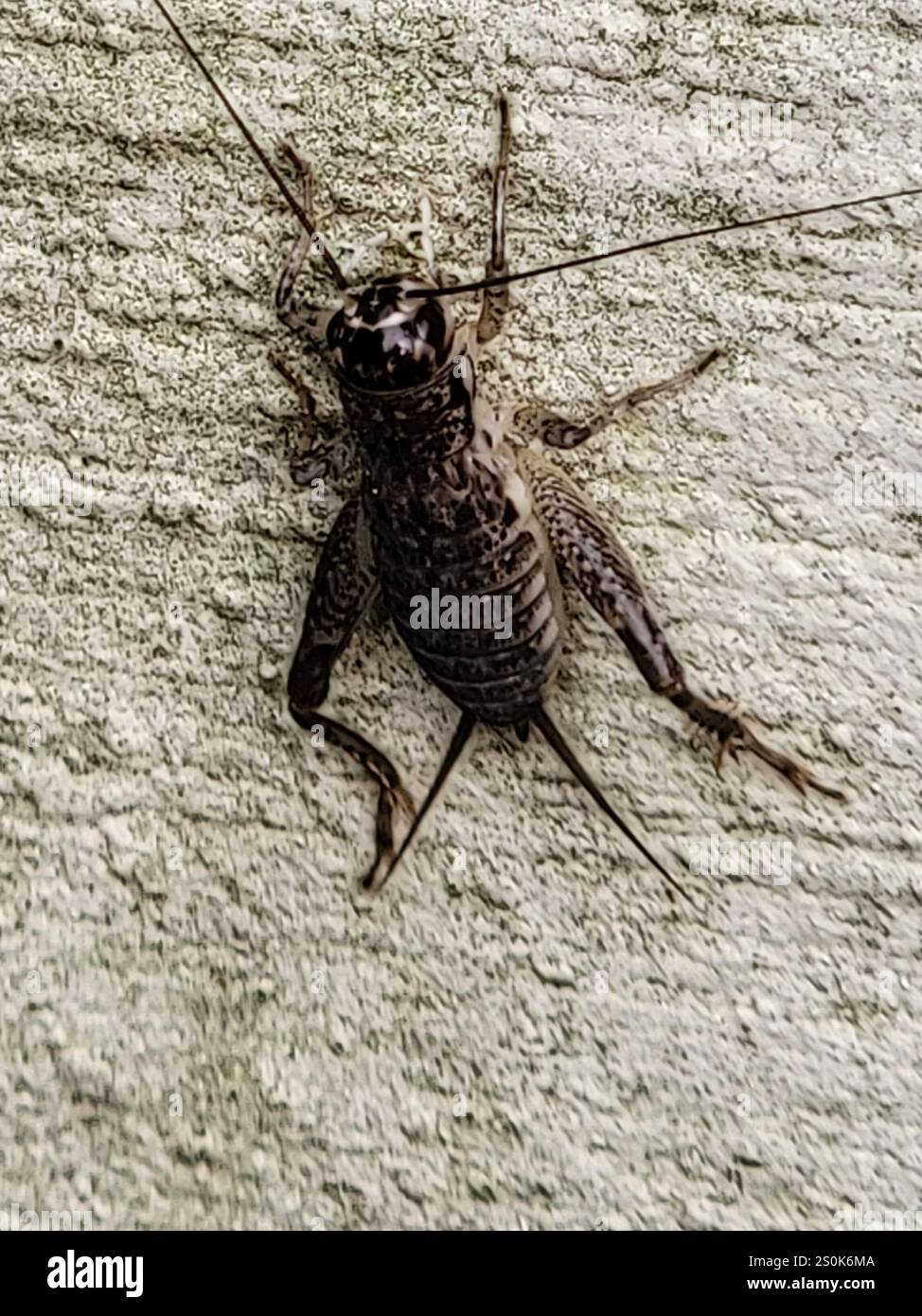 Japanese Burrowing Cricket (Velarifictorus micado Stock Photo - Alamy
