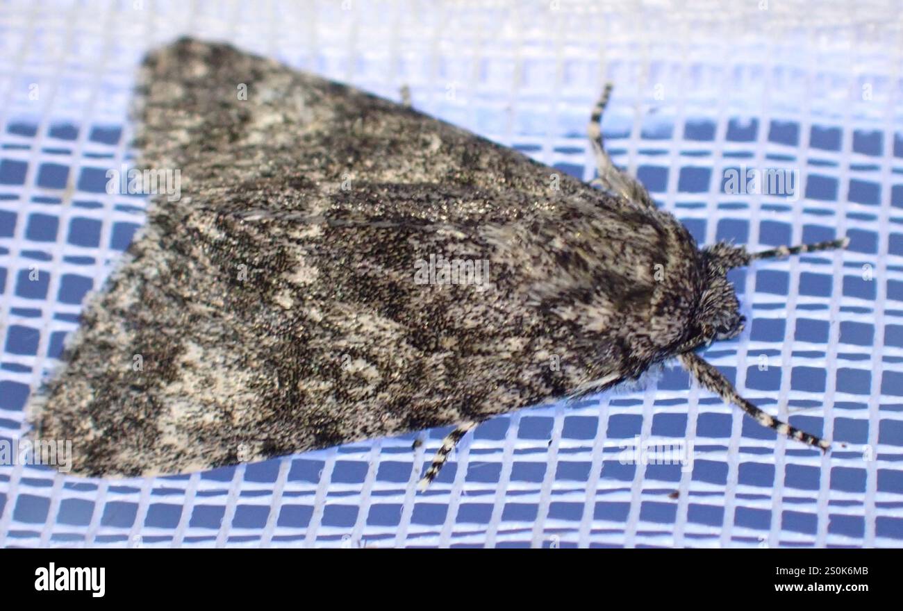 Poplar Grey (Acronicta megacephala Stock Photo - Alamy