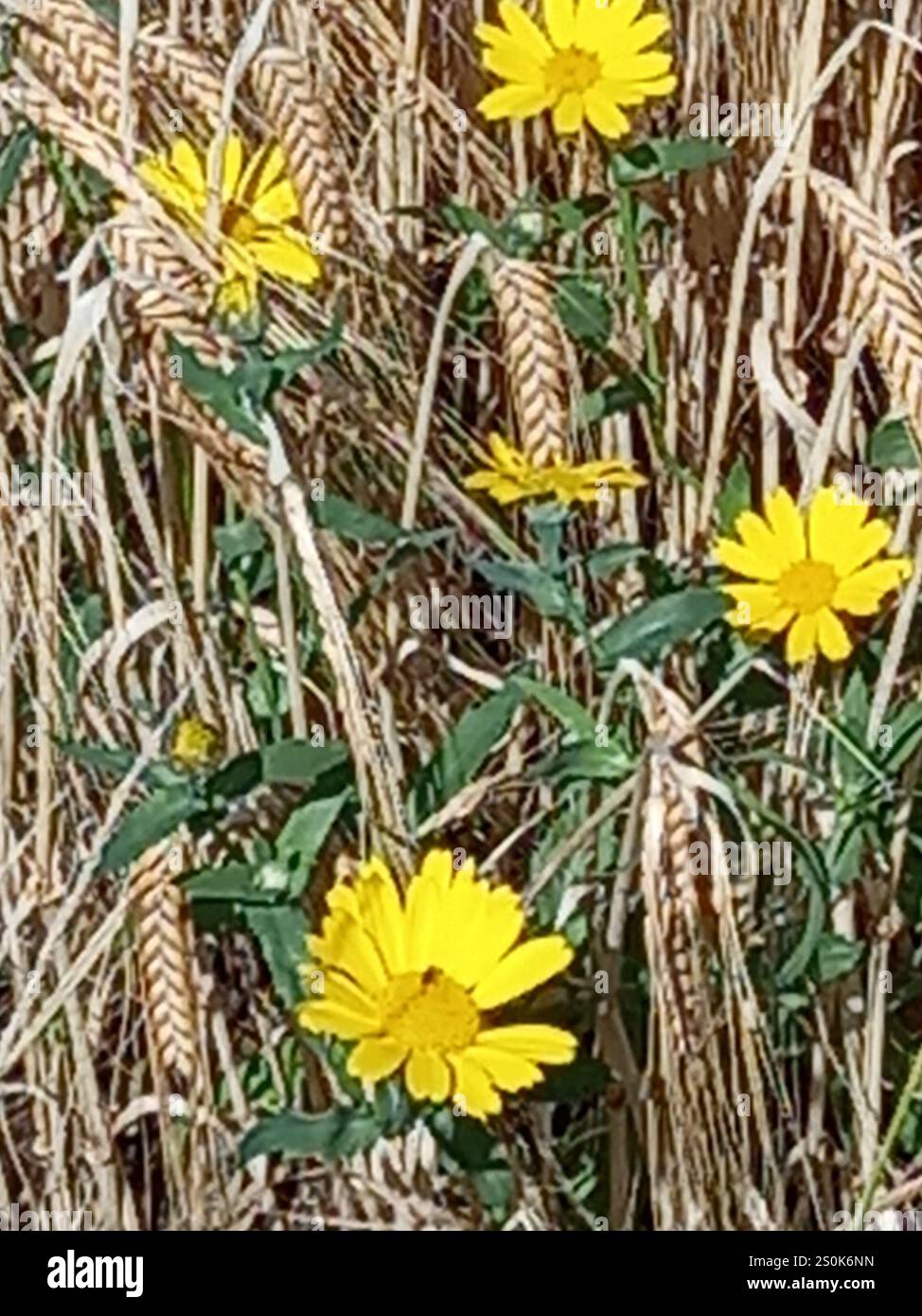 Corn Marigold (Glebionis segetum Stock Photo - Alamy