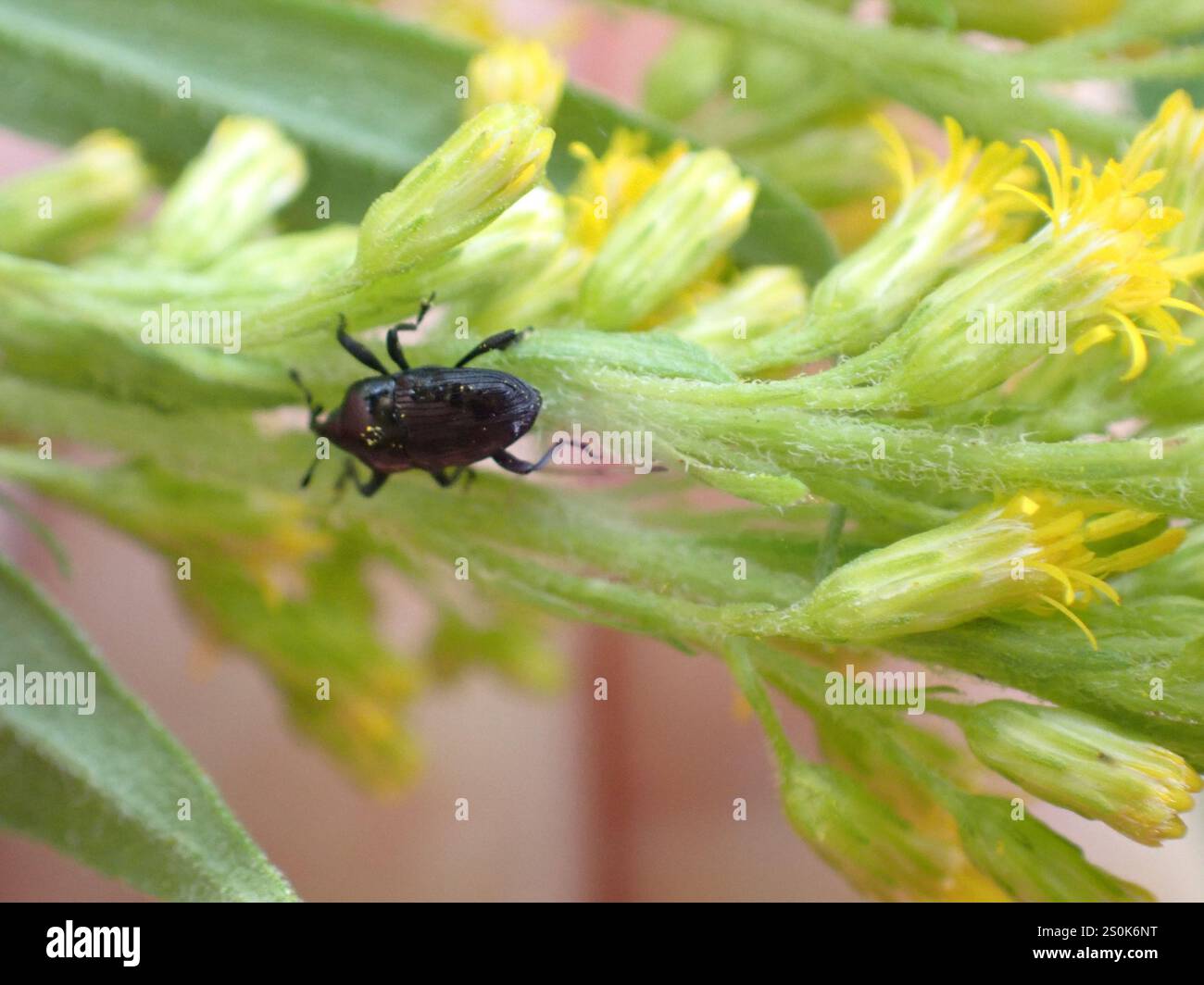 Wavy Flower Weevil (Madarellus undulatus Stock Photo - Alamy
