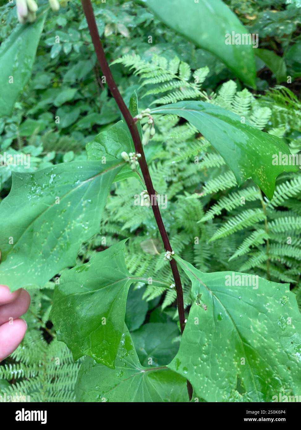 white rattlesnake root (Nabalus albus Stock Photo - Alamy