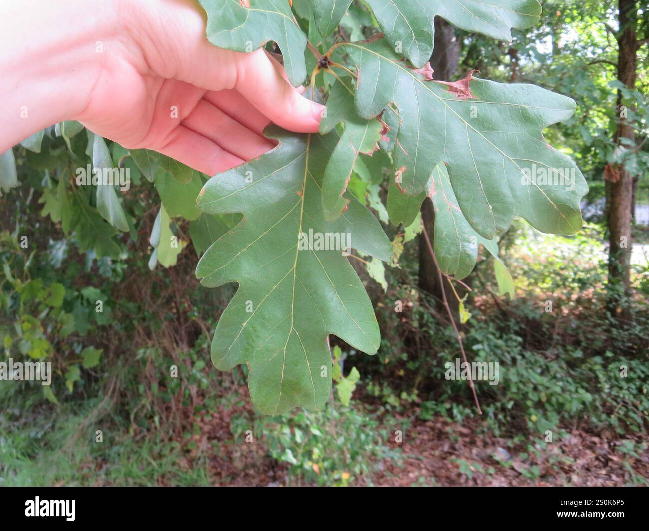 white oak (Quercus alba Stock Photo - Alamy