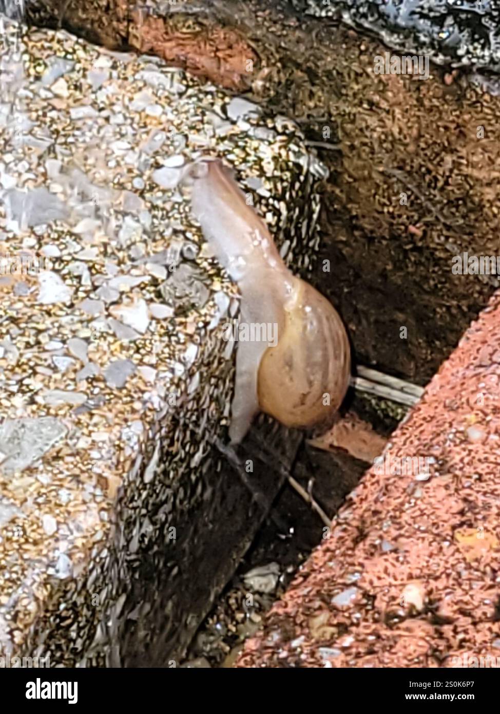 Rosy Wolfsnail (Euglandina rosea Stock Photo - Alamy