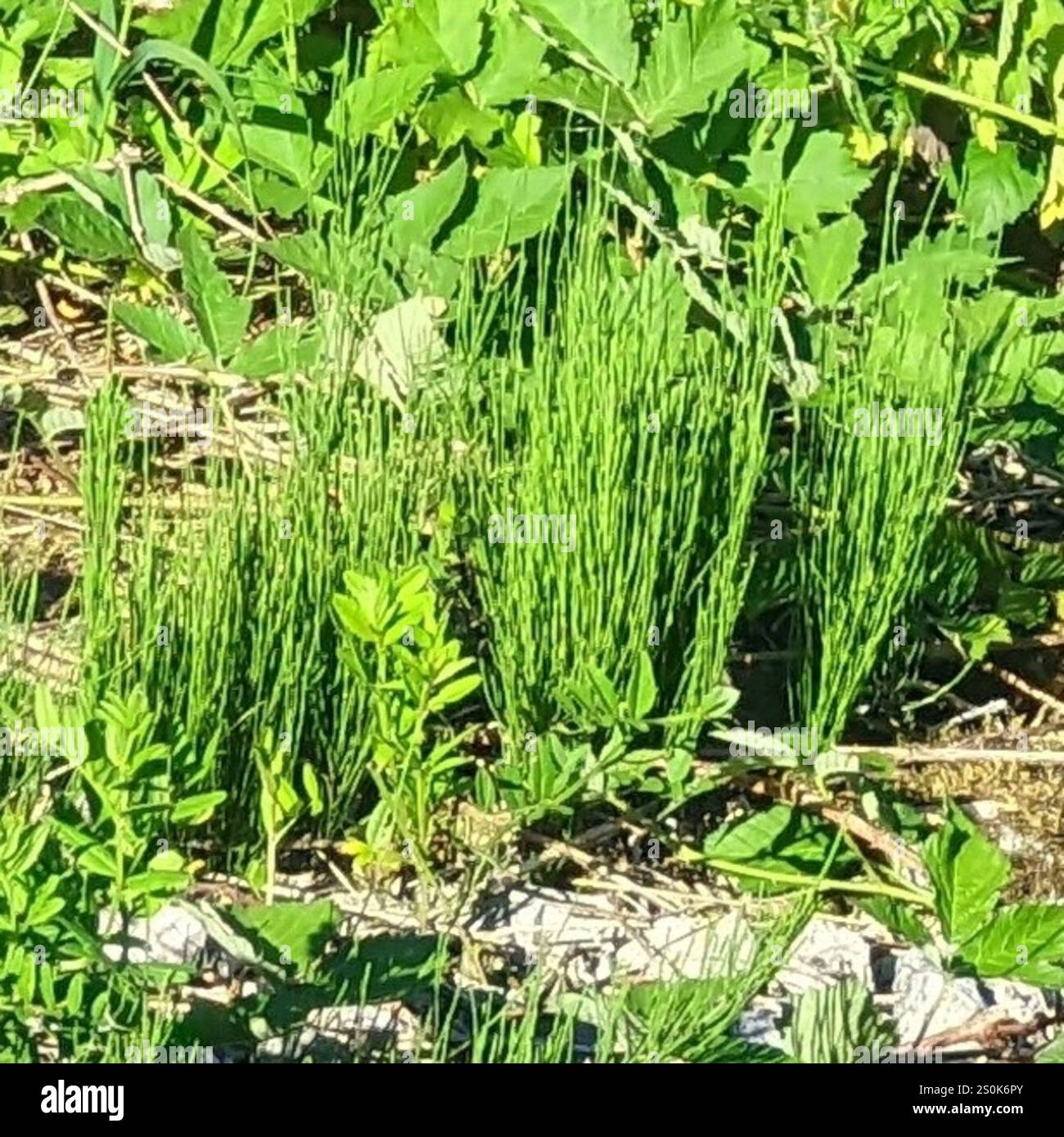 field horsetail (Equisetum arvense Stock Photo - Alamy