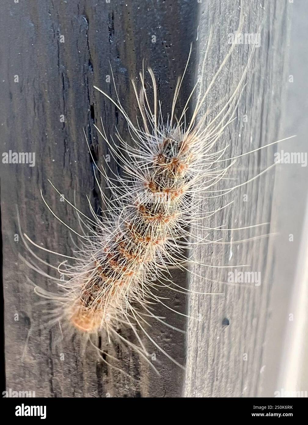 Fall Webworm Moth (Hyphantria cunea Stock Photo - Alamy