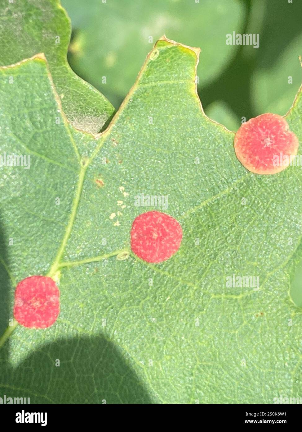Common Spangle Gall Wasp (Neuroterus quercusbaccarum Stock Photo - Alamy