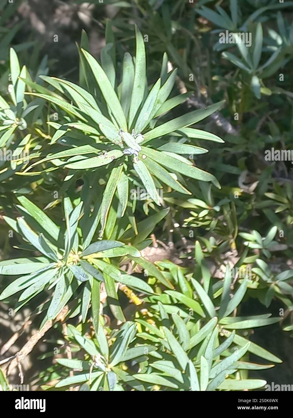 Breede River Yellowwood (Podocarpus elongatus Stock Photo - Alamy