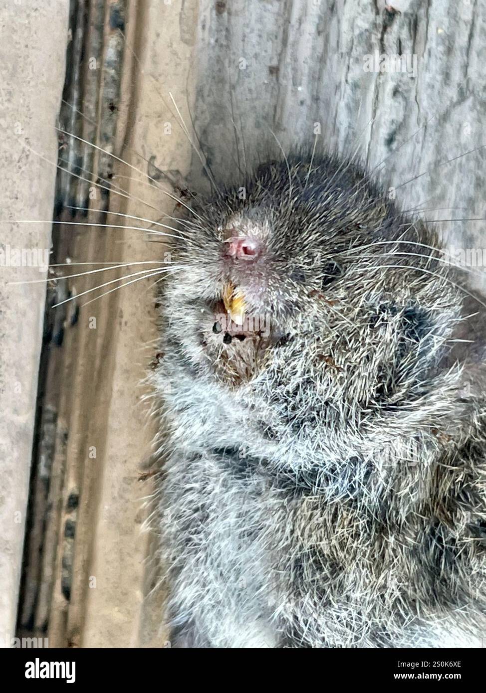 California Vole (Microtus californicus Stock Photo - Alamy