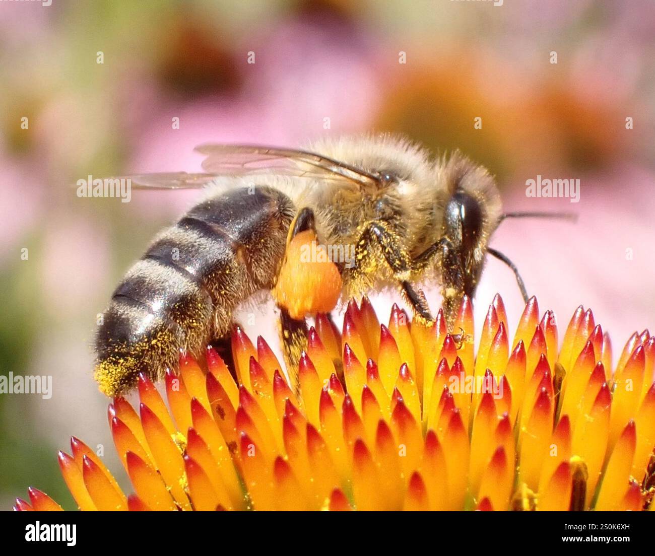 Western Honey Bee (Apis mellifera Stock Photo - Alamy