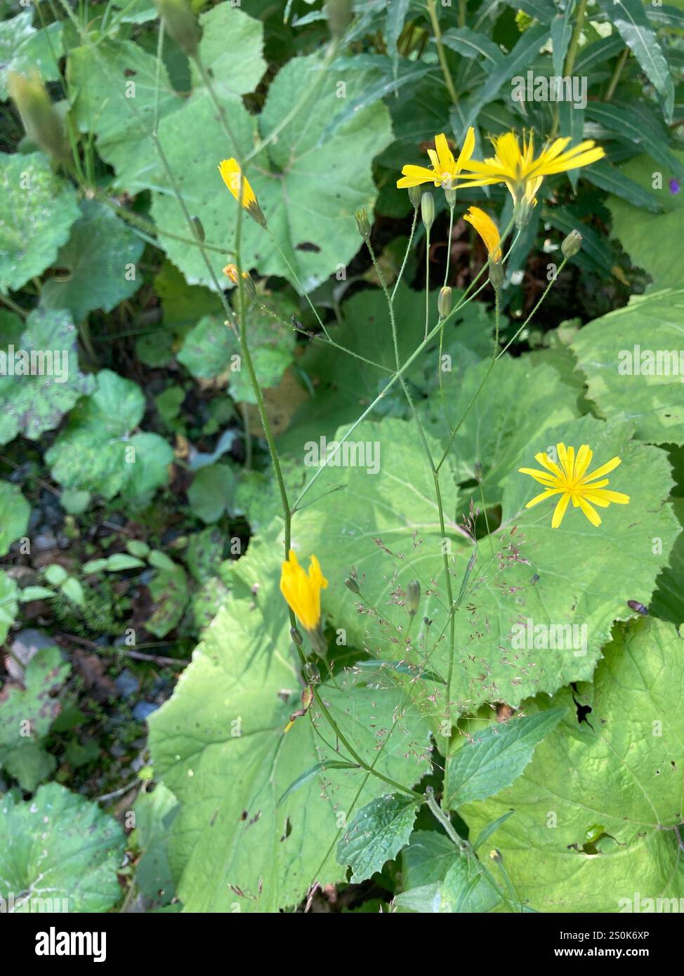 Large Nipplewort (Lapsana communis intermedia Stock Photo - Alamy