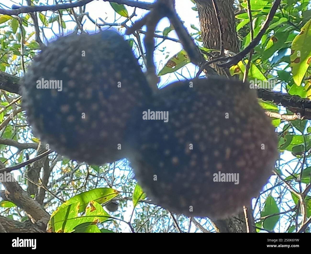 Toadtree hi-res stock photography and images - Alamy