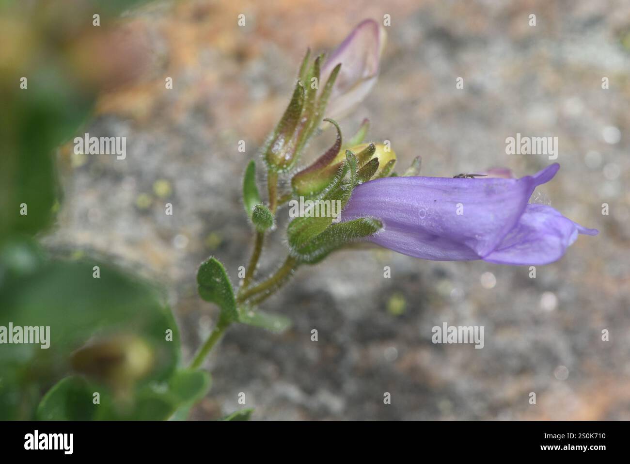 Eggleaf Beardtongue (Penstemon ellipticus Stock Photo - Alamy