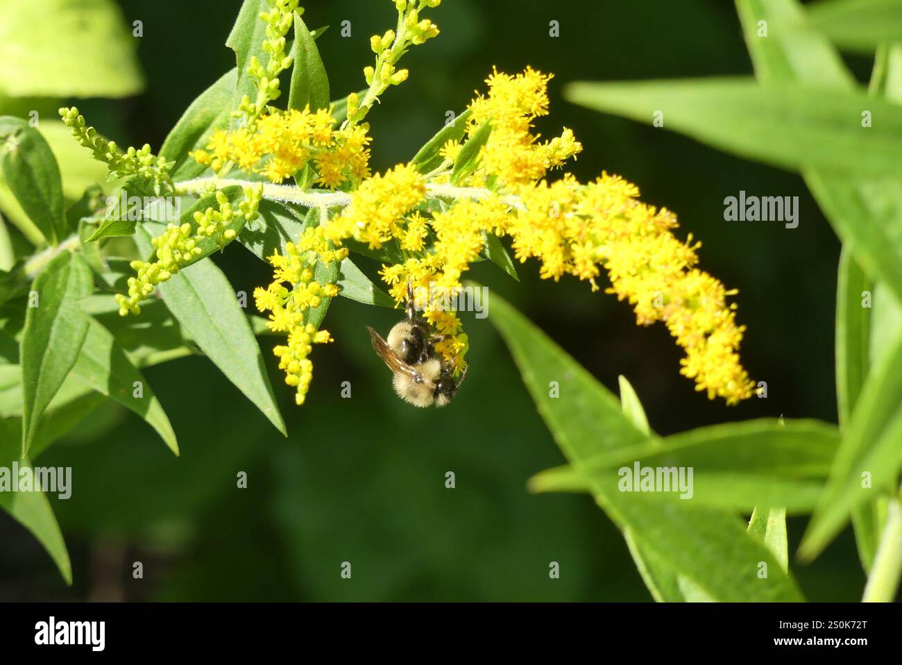 Lemon Cuckoo Bumble Bee (Bombus citrinus Stock Photo - Alamy