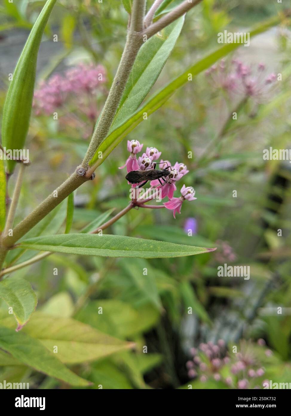 True Bugs (Heteroptera Stock Photo - Alamy