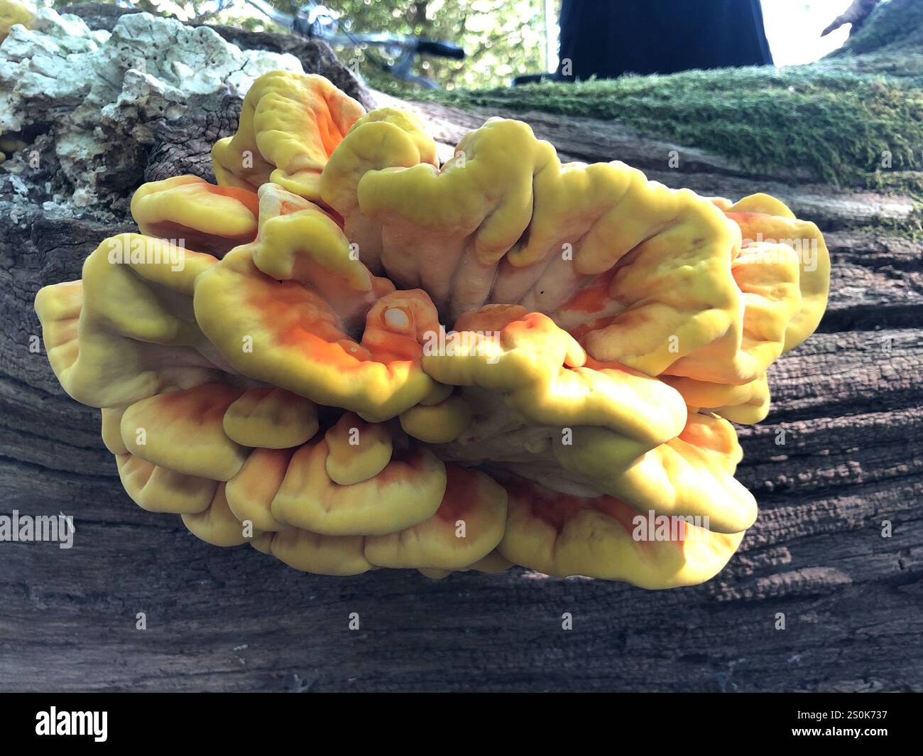 chicken of the woods (Laetiporus sulphureus Stock Photo - Alamy