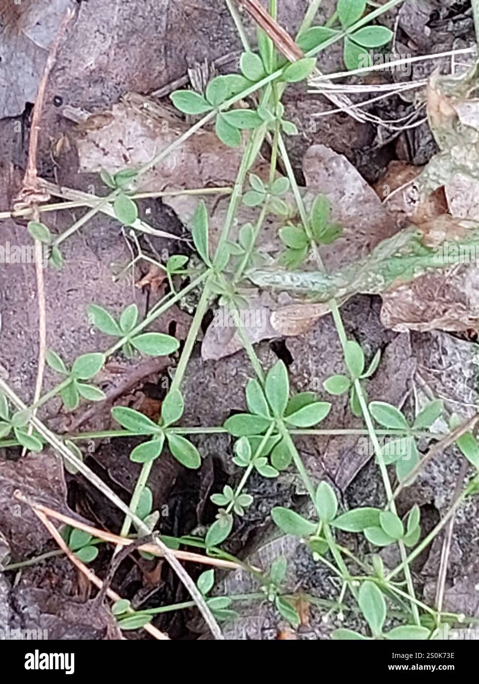 Common Marsh-bedstraw (Galium palustre Stock Photo - Alamy