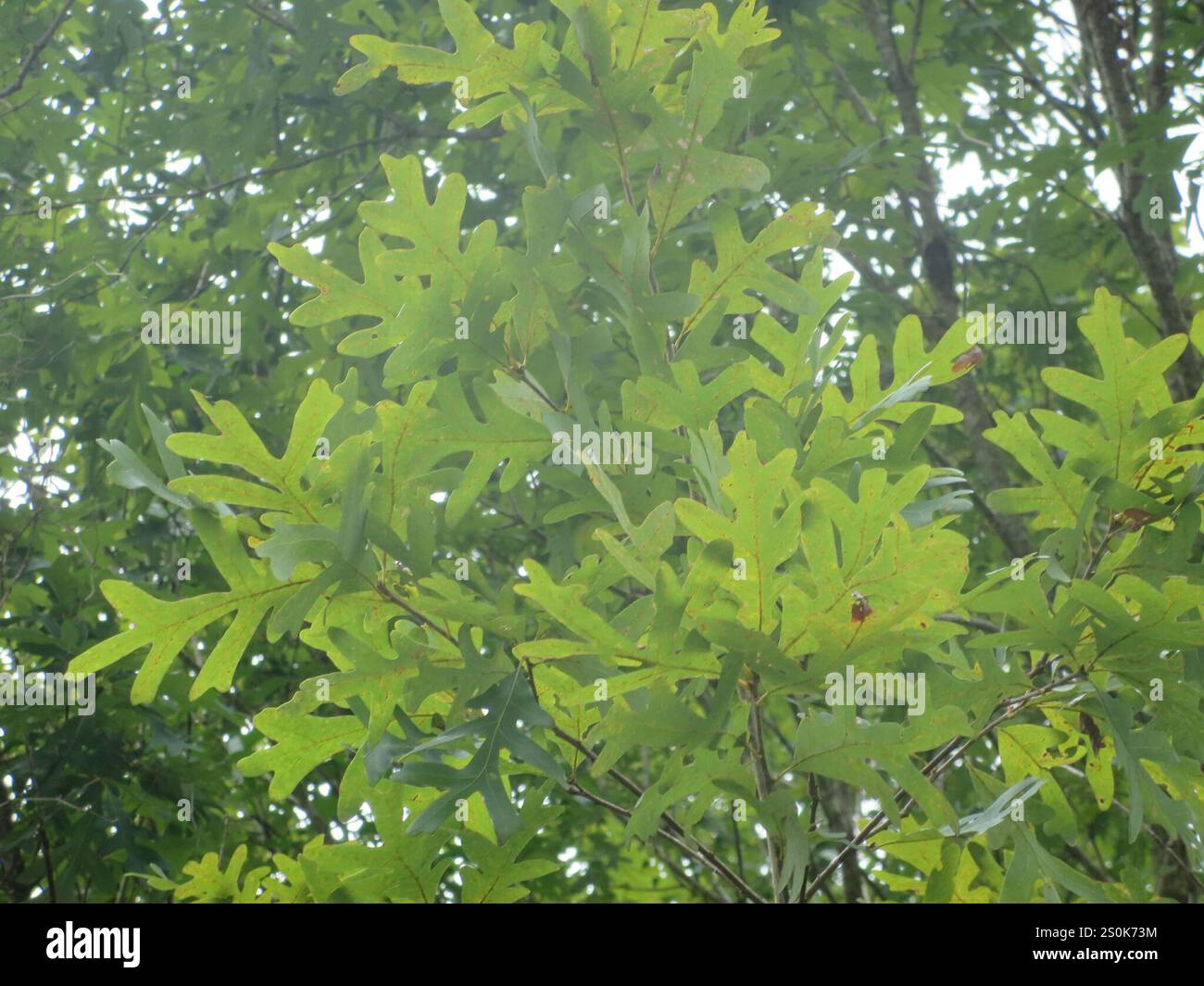 white oak (Quercus alba Stock Photo - Alamy