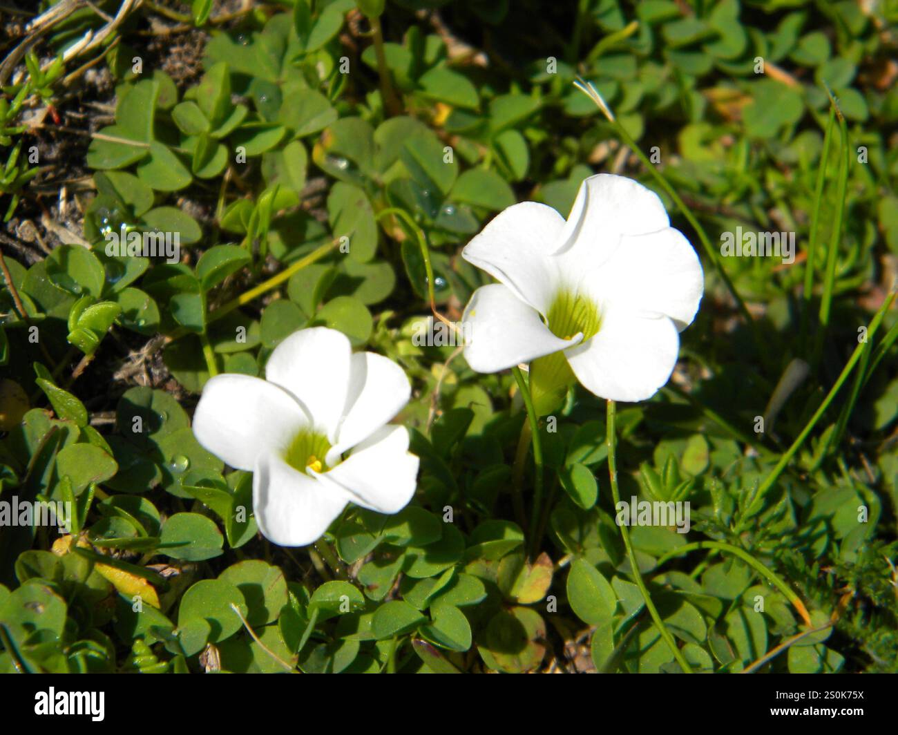 Mini Sorrel (Oxalis minuta Stock Photo - Alamy
