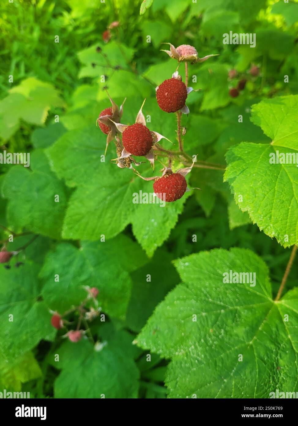 thimbleberry (Rubus parviflorus Stock Photo - Alamy