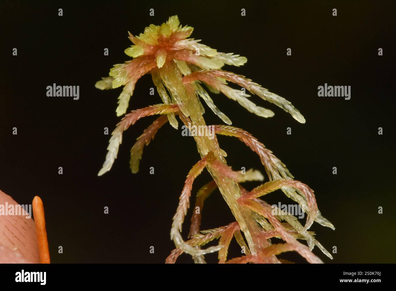 Sphagnum subg. Acutifolia (Acutifolia Stock Photo - Alamy