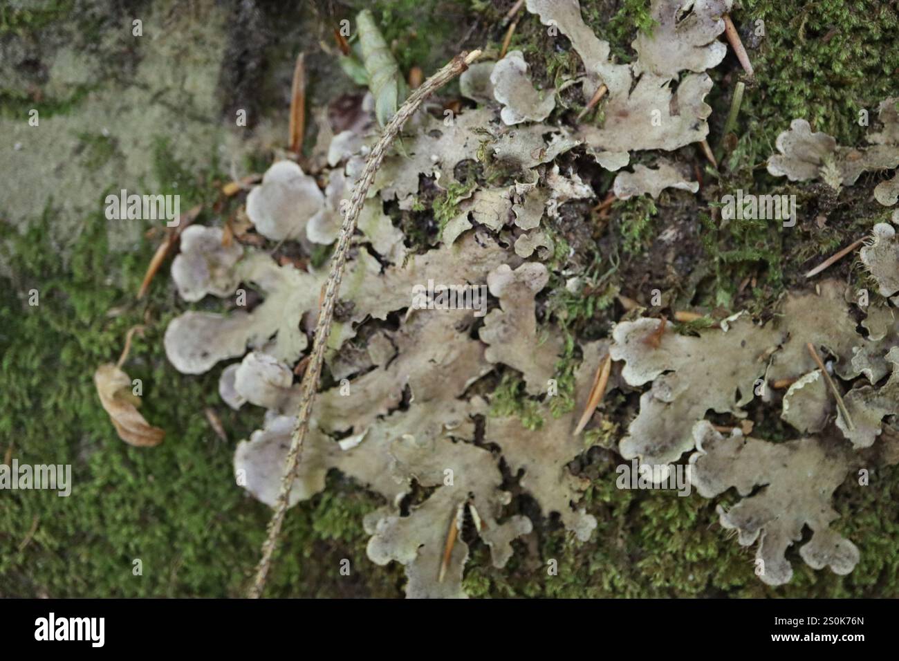 scaly pelt lichen (Peltigera praetextata Stock Photo - Alamy