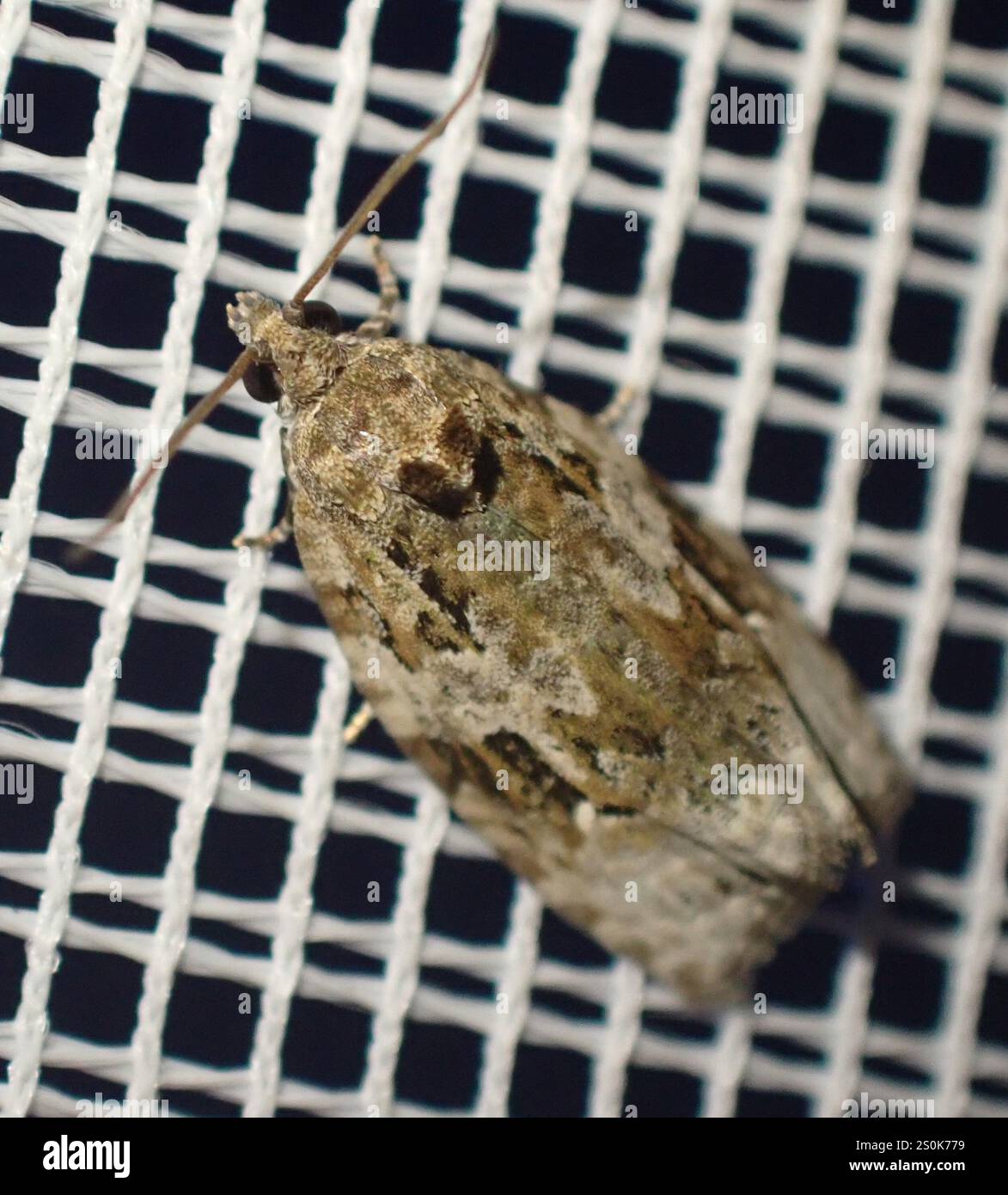 Willow Marble (Apotomis lineana Stock Photo - Alamy