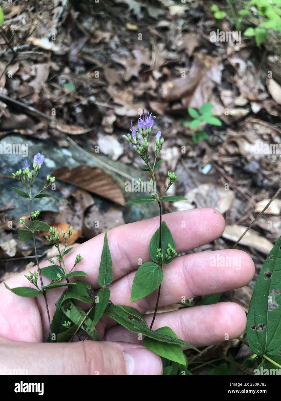 common dittany (Cunila origanoides Stock Photo - Alamy