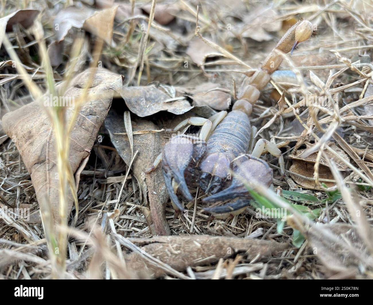 Shiny Burrow Scorpion (Opistophthalmus glabrifrons Stock Photo - Alamy