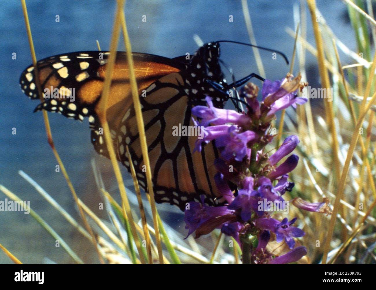 Monarch (Danaus plexippus Stock Photo - Alamy