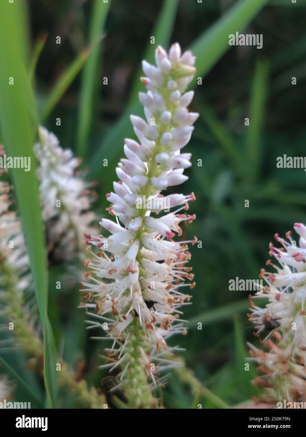 Culver's root (Veronicastrum virginicum Stock Photo - Alamy