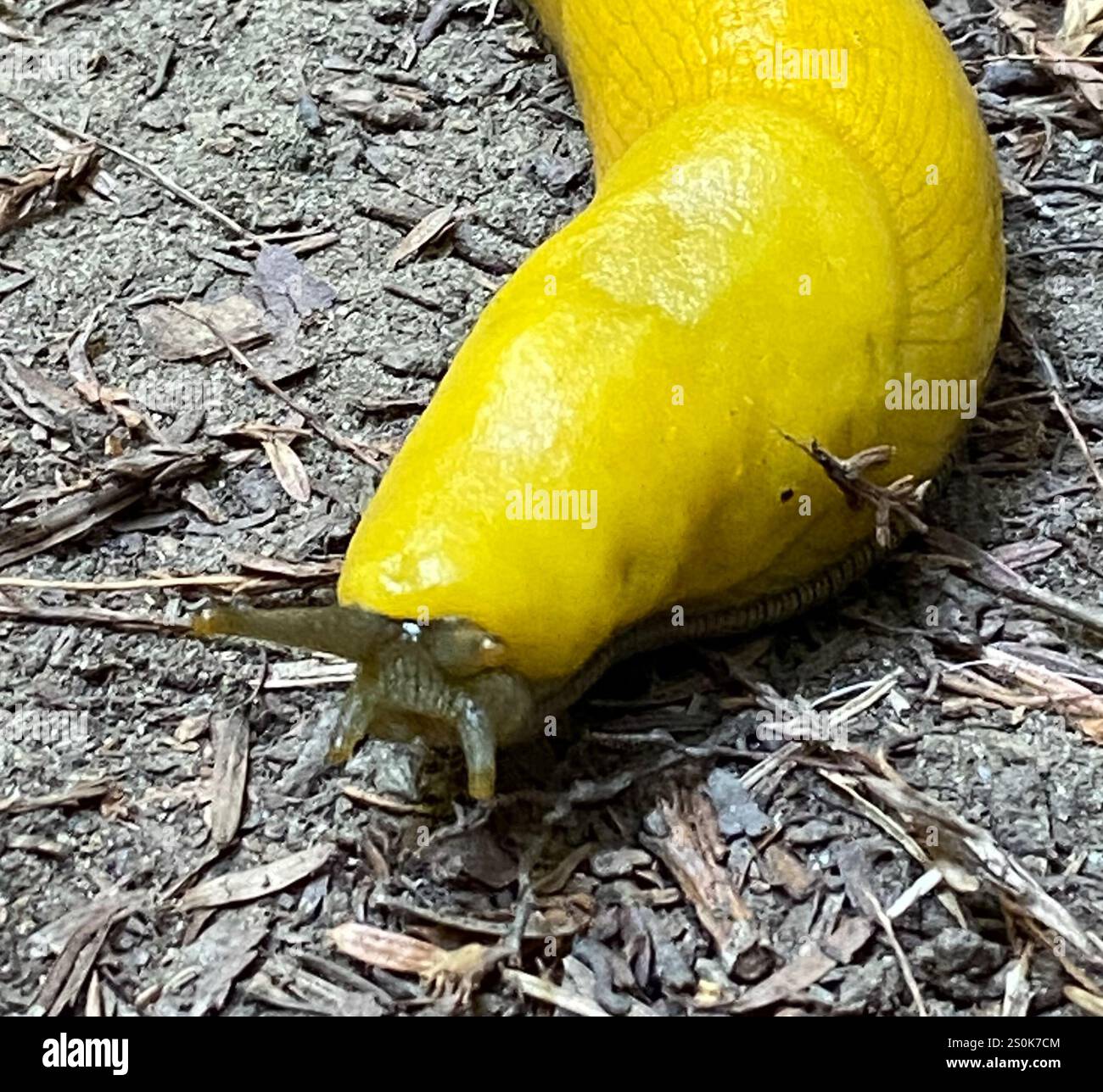 Slender Banana Slug (Ariolimax dolichophallus Stock Photo - Alamy