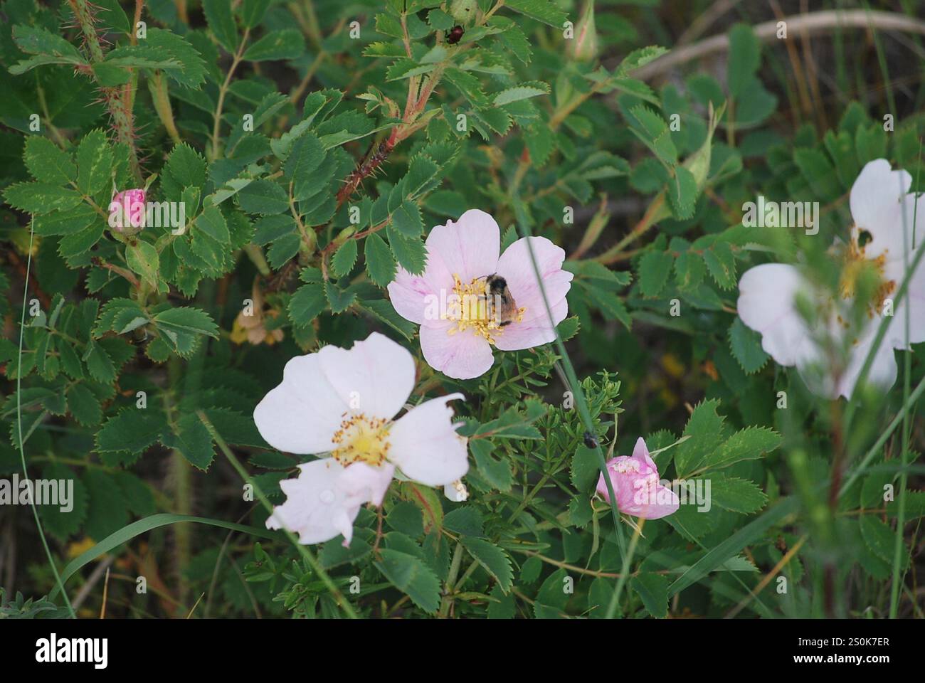 prairie rose (Rosa arkansana Stock Photo - Alamy