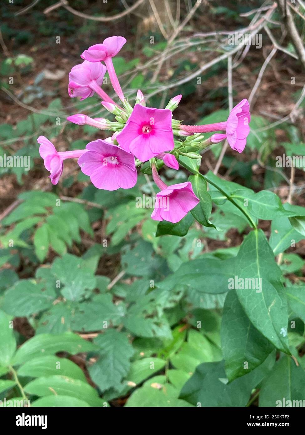 fall phlox (Phlox paniculata Stock Photo - Alamy