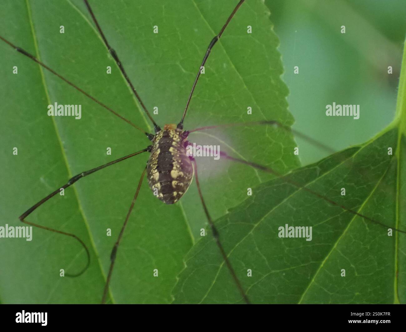 Eastern Harvestman (Leiobunum vittatum Stock Photo - Alamy