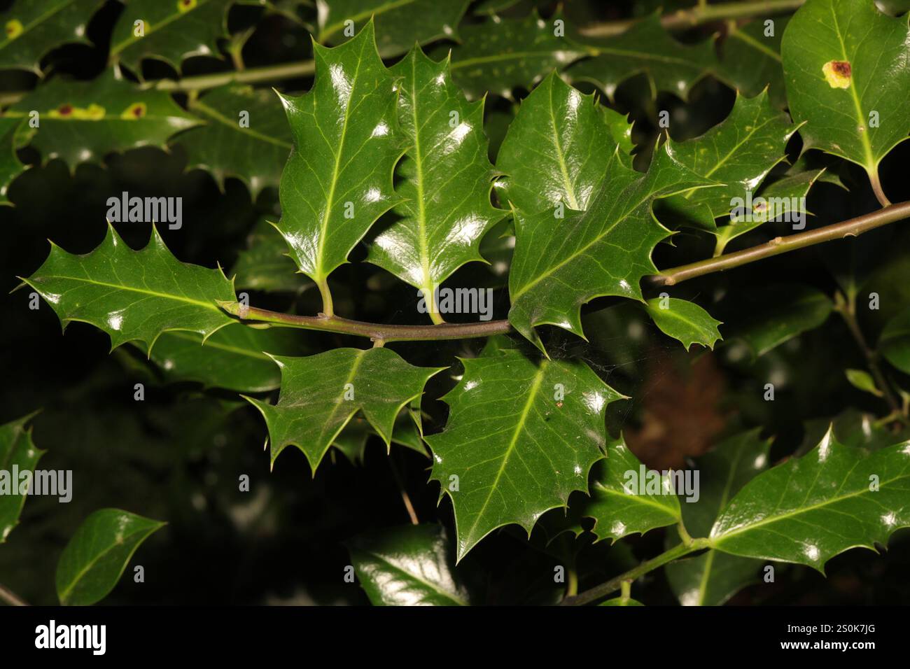 European holly (Ilex aquifolium Stock Photo - Alamy