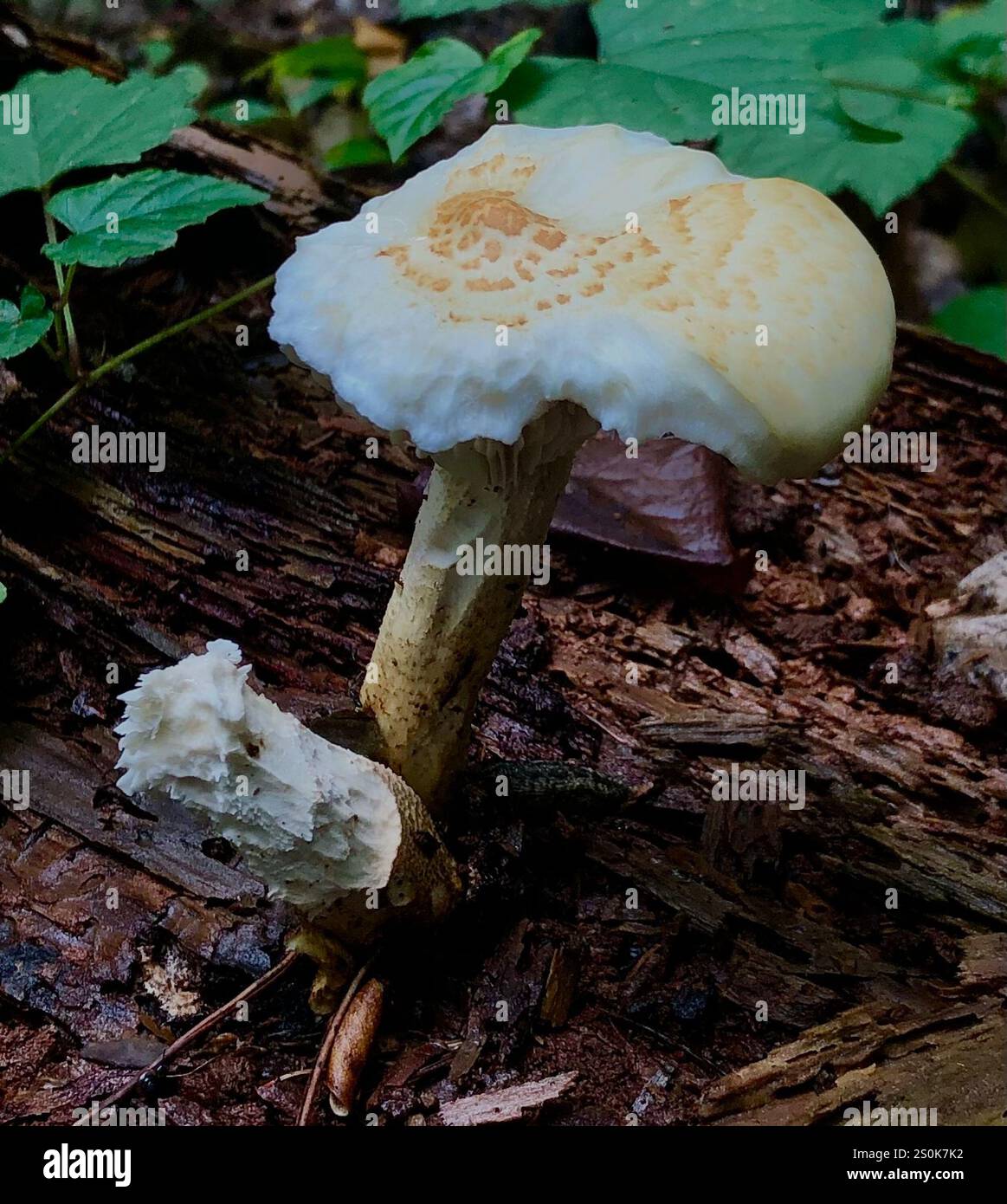 Trainwrecker (Neolentinus lepideus Stock Photo - Alamy