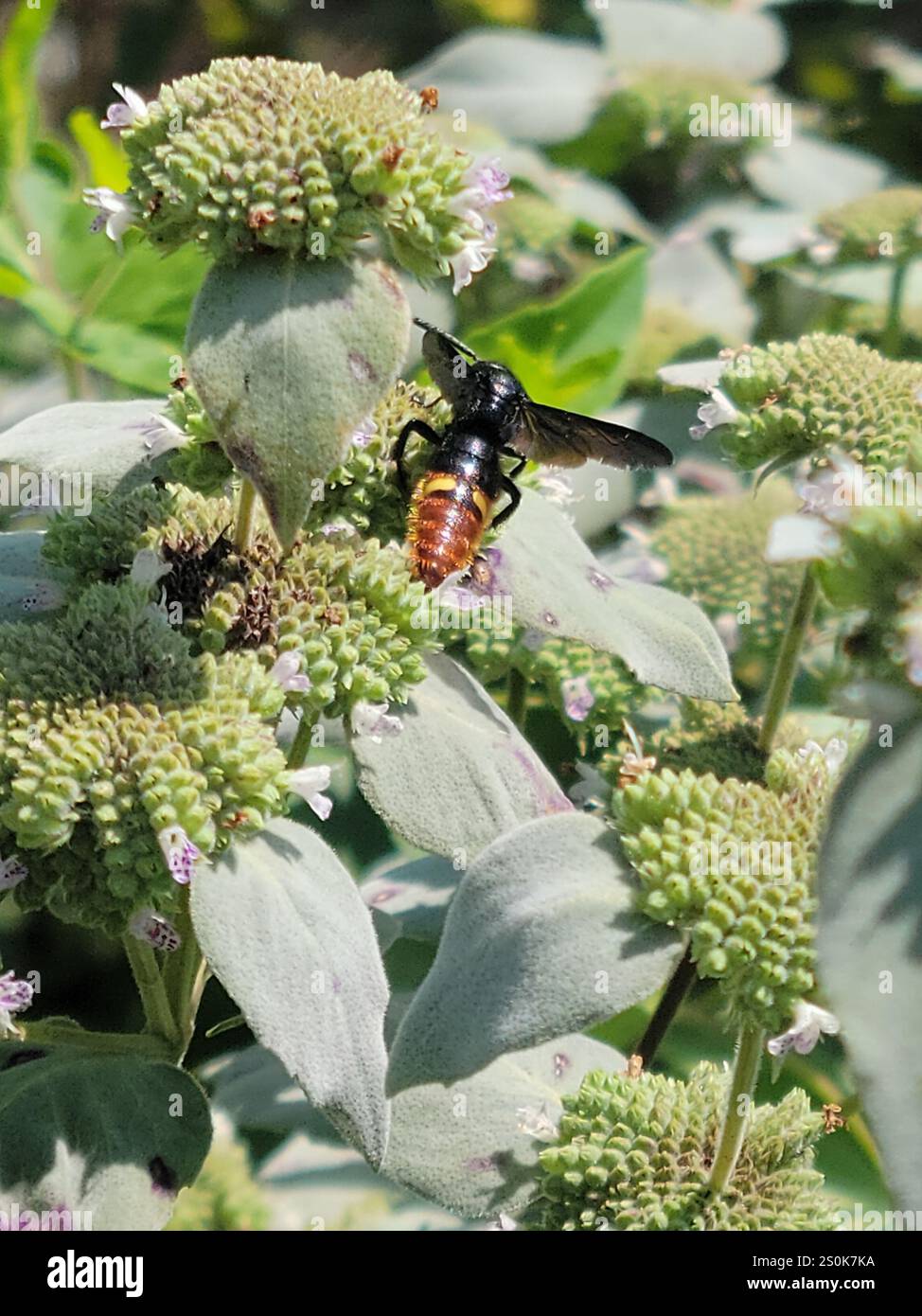 Blue-winged Scoliid Wasp (Scolia dubia Stock Photo - Alamy