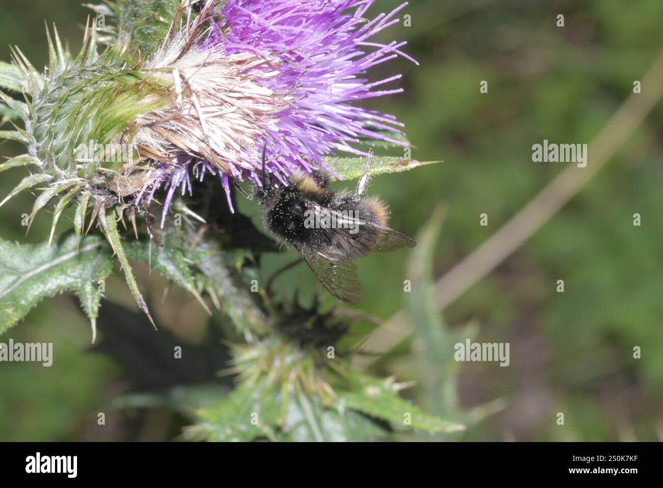 Broken-belted Bumble Bee (Bombus soroeensis Stock Photo - Alamy