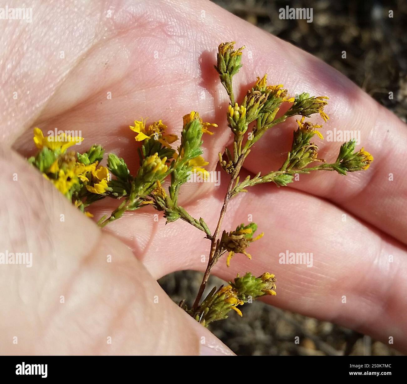 Clustered Tarweed (Deinandra fasciculata Stock Photo - Alamy
