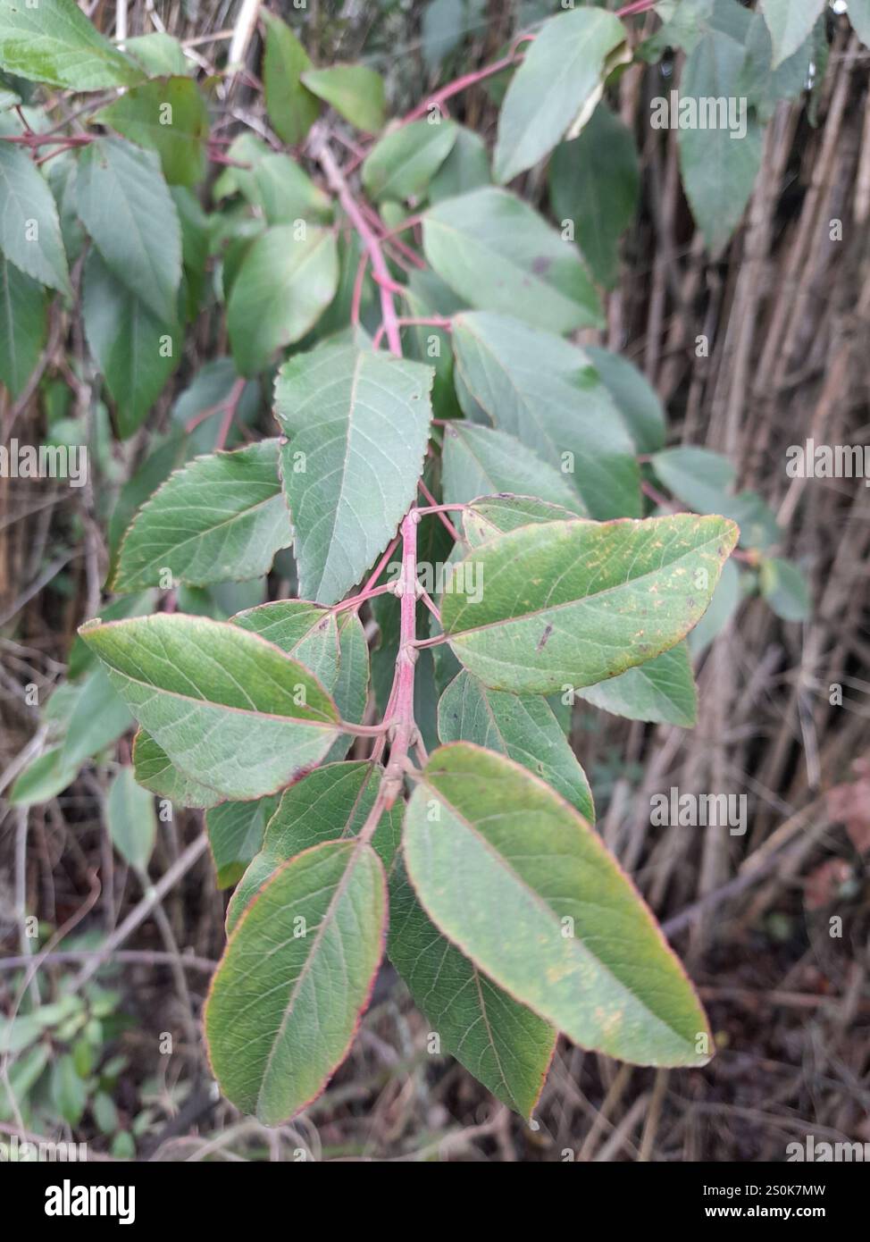 Aristotelia chilensis hi-res stock photography and images - Alamy