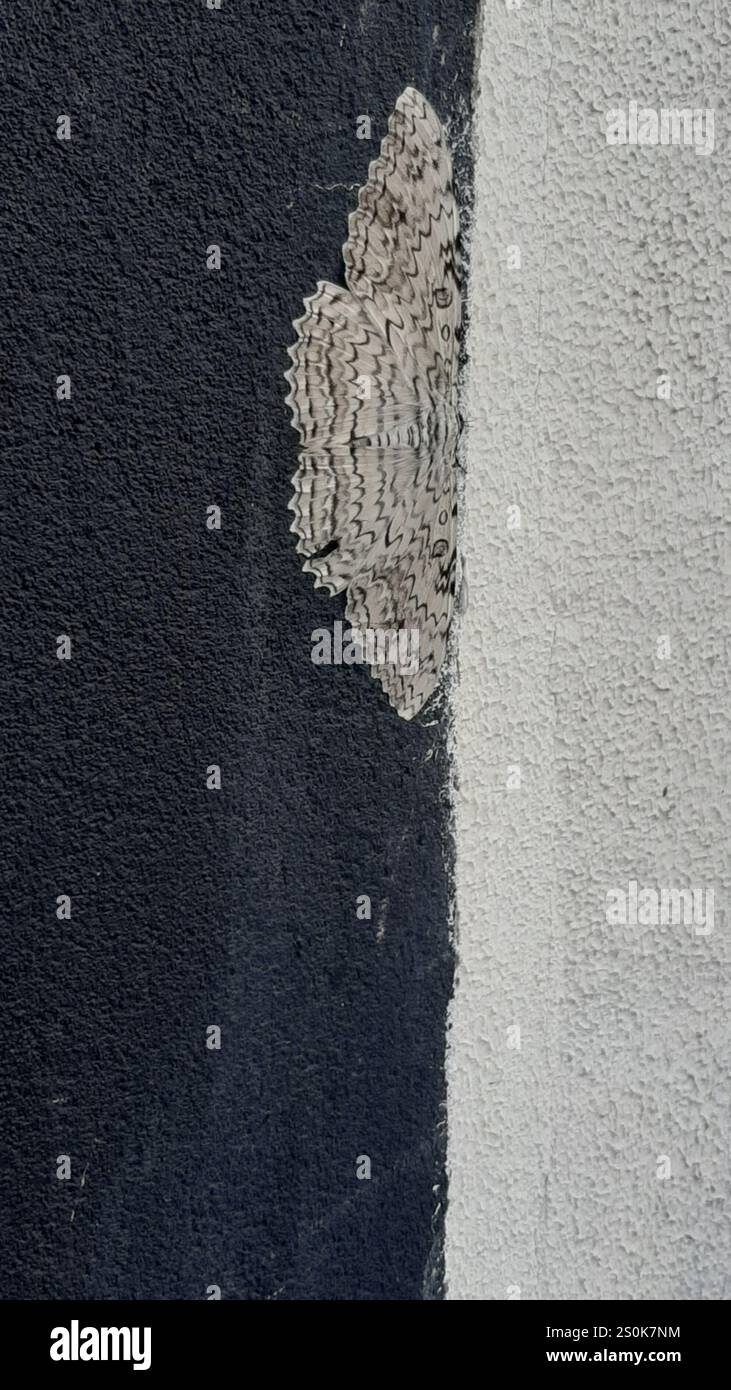 White Witch Moth (Thysania agrippina Stock Photo - Alamy