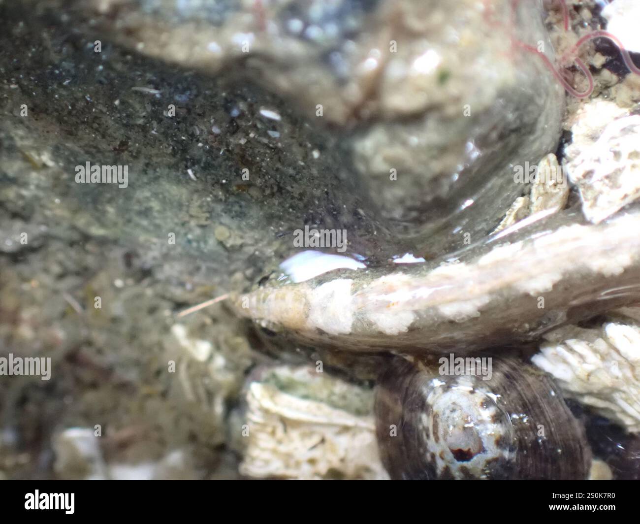 High Cockscomb (Anoplarchus purpurescens Stock Photo - Alamy