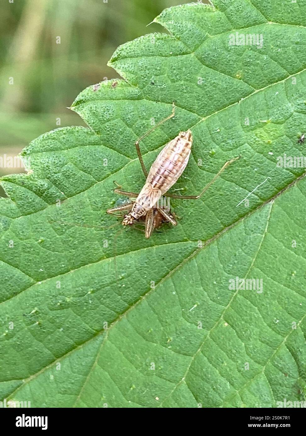 Marsh Damsel Bug (Nabis limbatus Stock Photo - Alamy