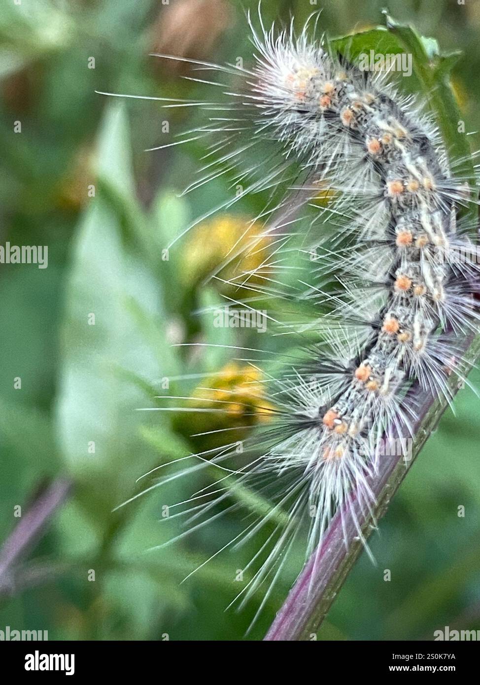 Fall Webworm Moth (Hyphantria cunea Stock Photo - Alamy
