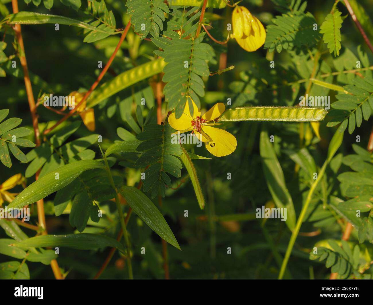 partridge pea (Chamaecrista fasciculata Stock Photo - Alamy